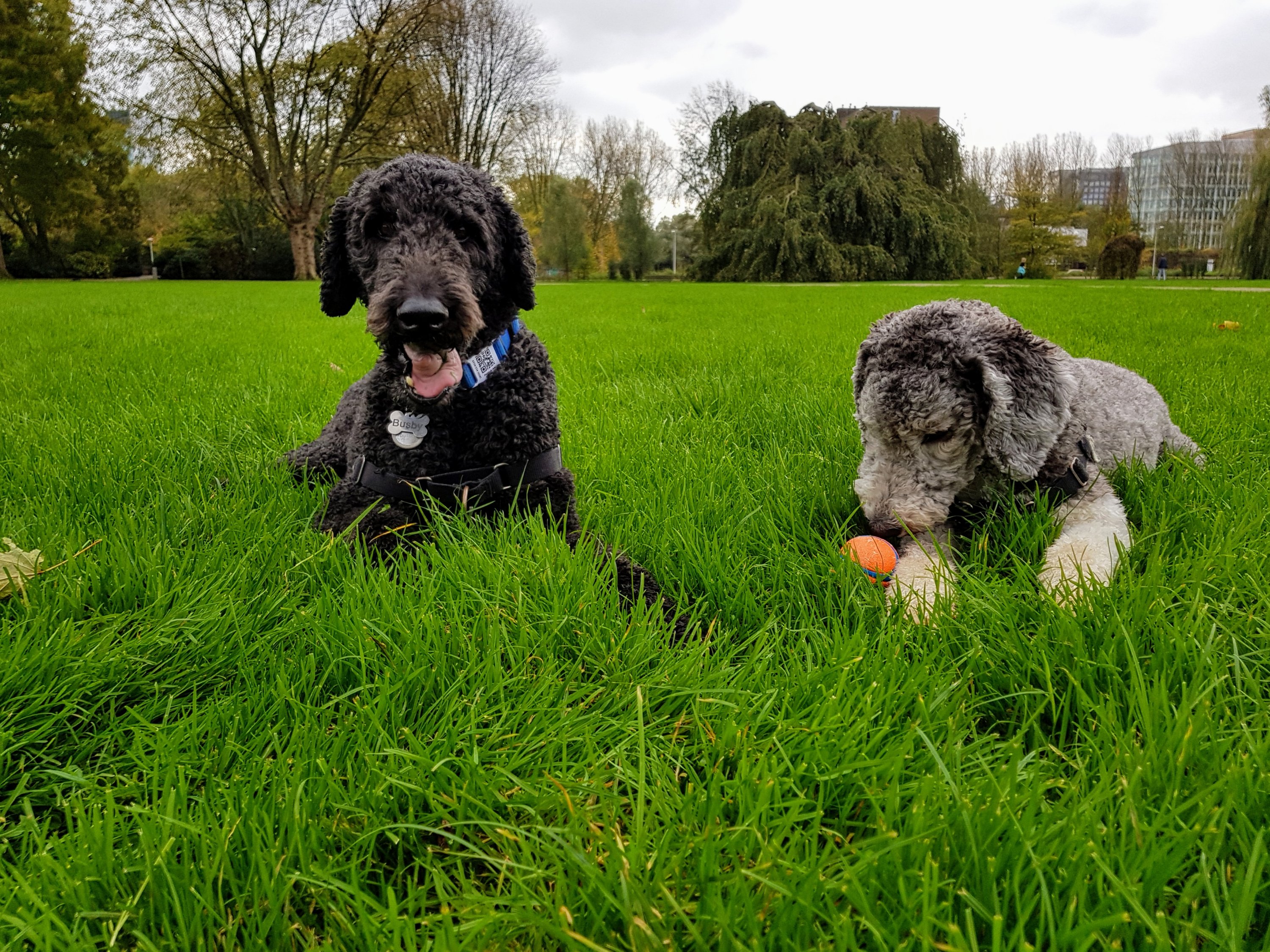 Saturday in the park | The Adventures of Lorie and Brian Groth