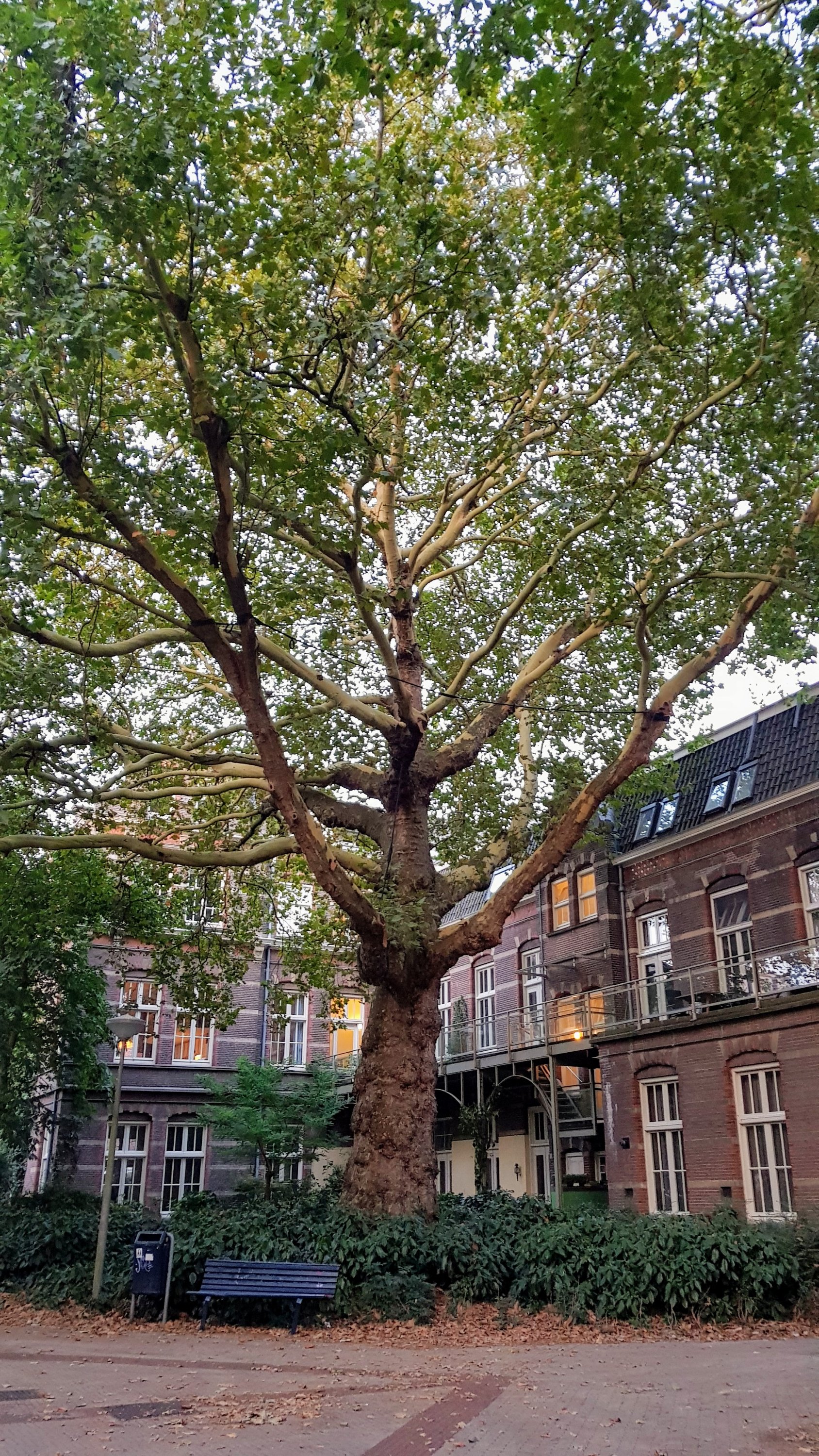 Big tree in Amsterdam | The Adventures of Lorie and Brian Groth
