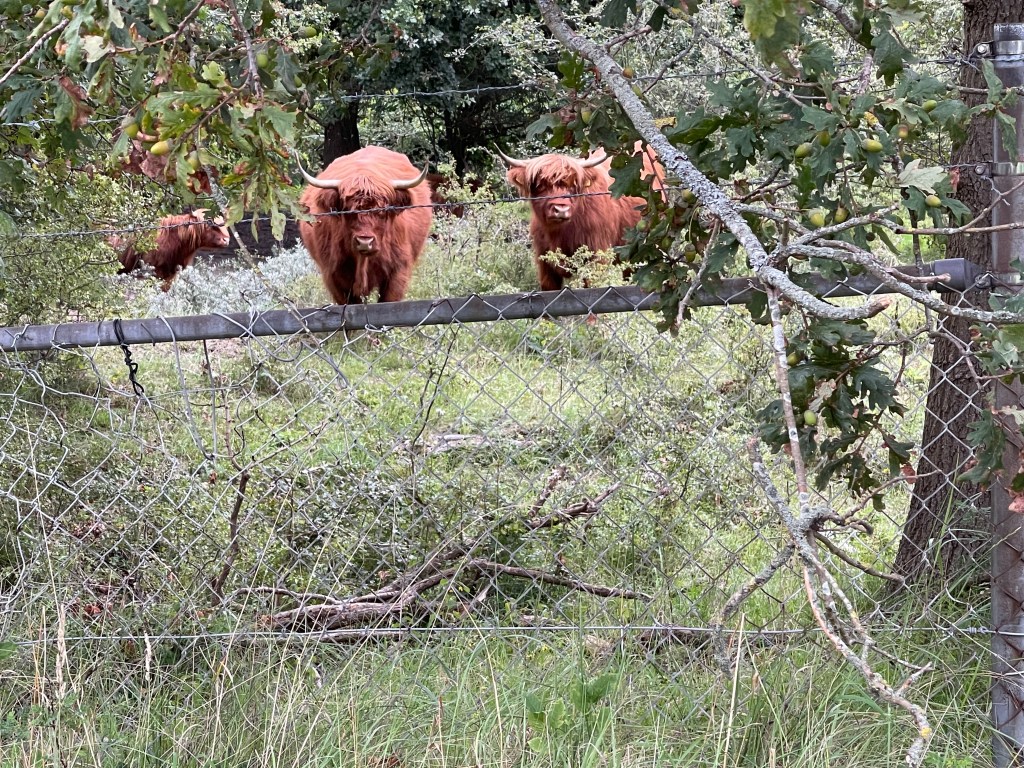 Highland Cattle in the Netherlands | The Adventures of Lorie and Brian ...