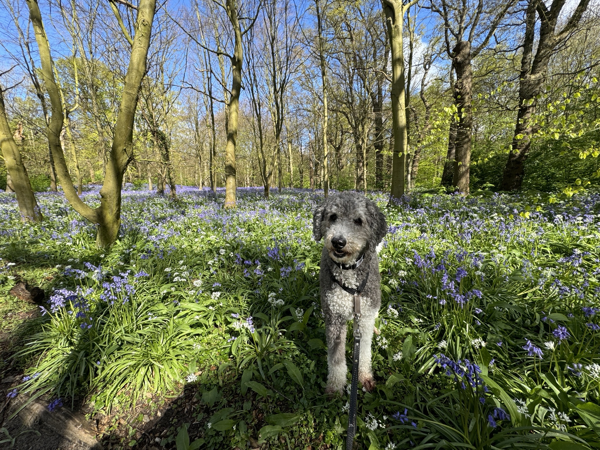 Piper in the Blue Bells | The Adventures of Lorie and Brian Groth