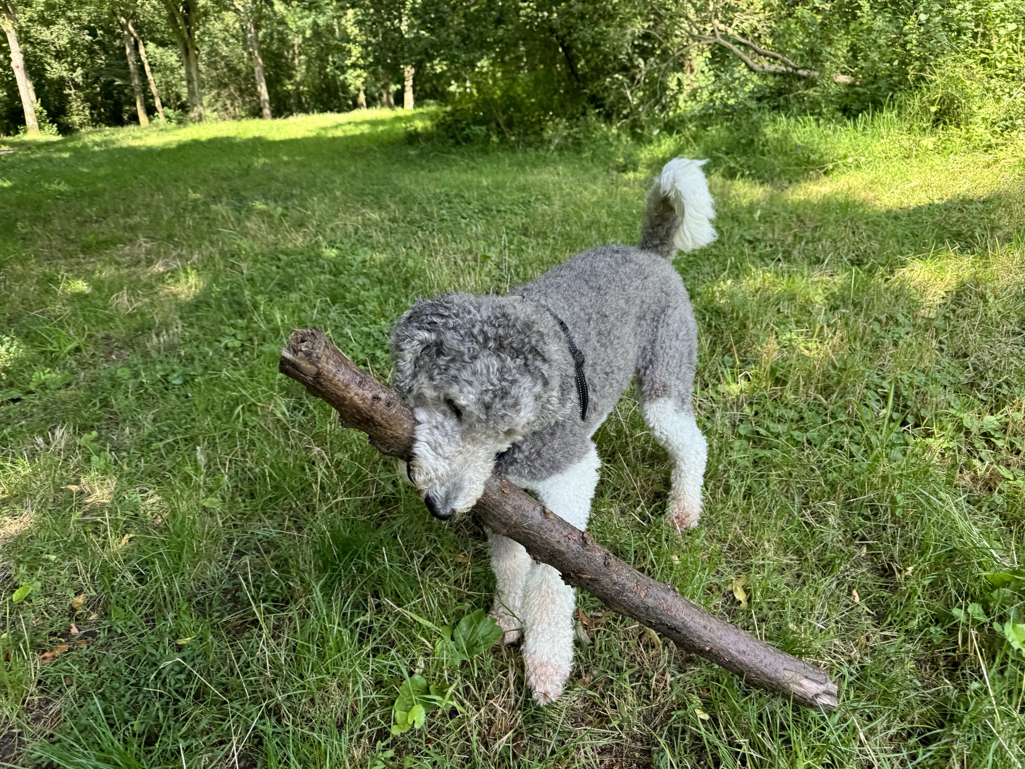 AI View of This Site | The Adventures of Lorie and Brian Groth