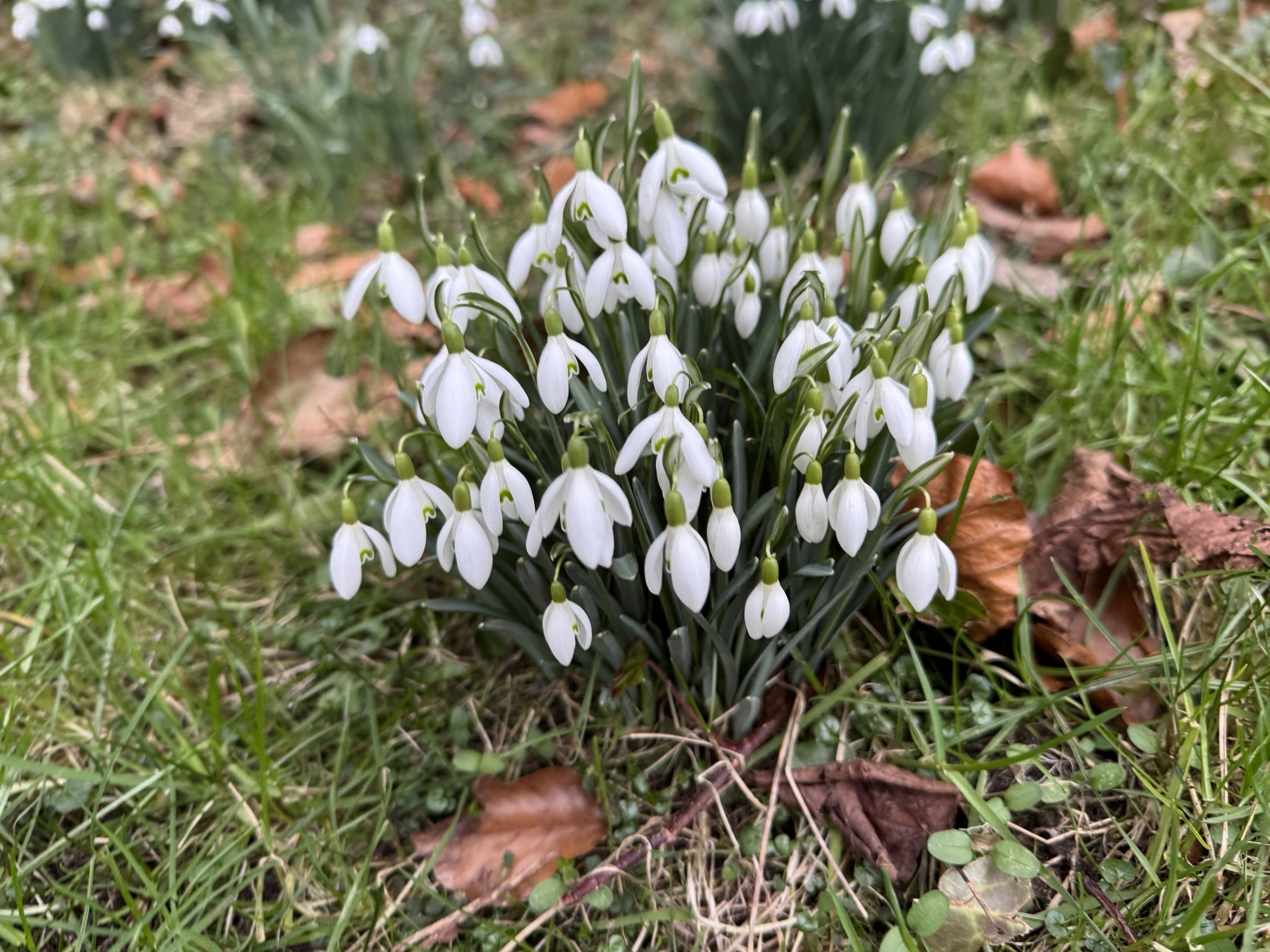 Spring is coming to the Netherlands | The Adventures of Lorie and Brian ...