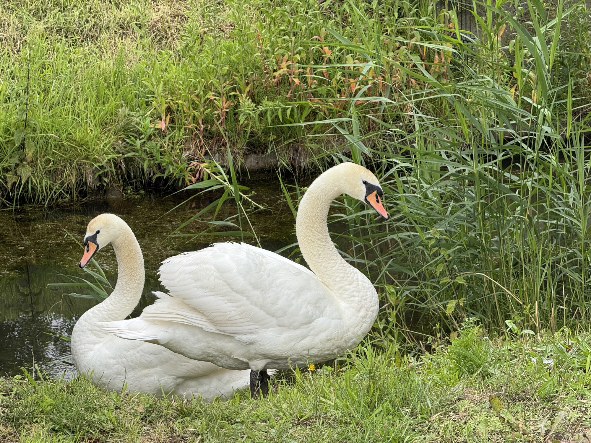 June in the Netherlands | The Adventures of Lorie and Brian Groth