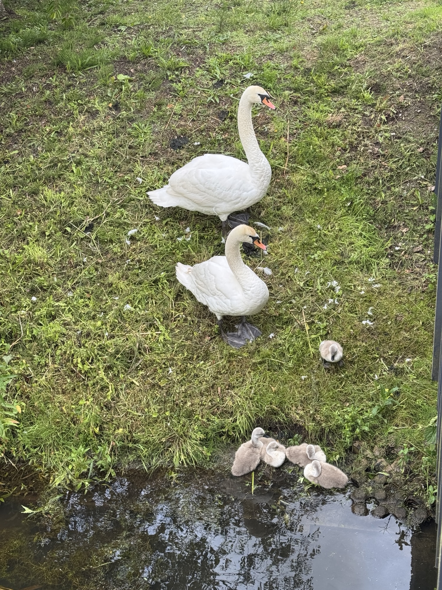 June in the Netherlands | The Adventures of Lorie and Brian Groth