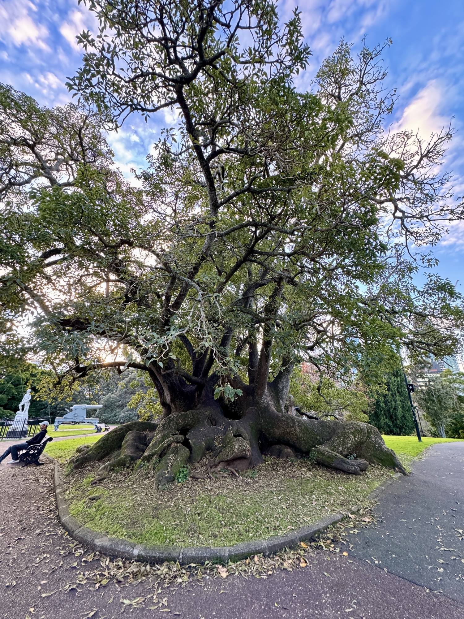 A Day in Auckland, NZ | The Adventures of Lorie and Brian Groth