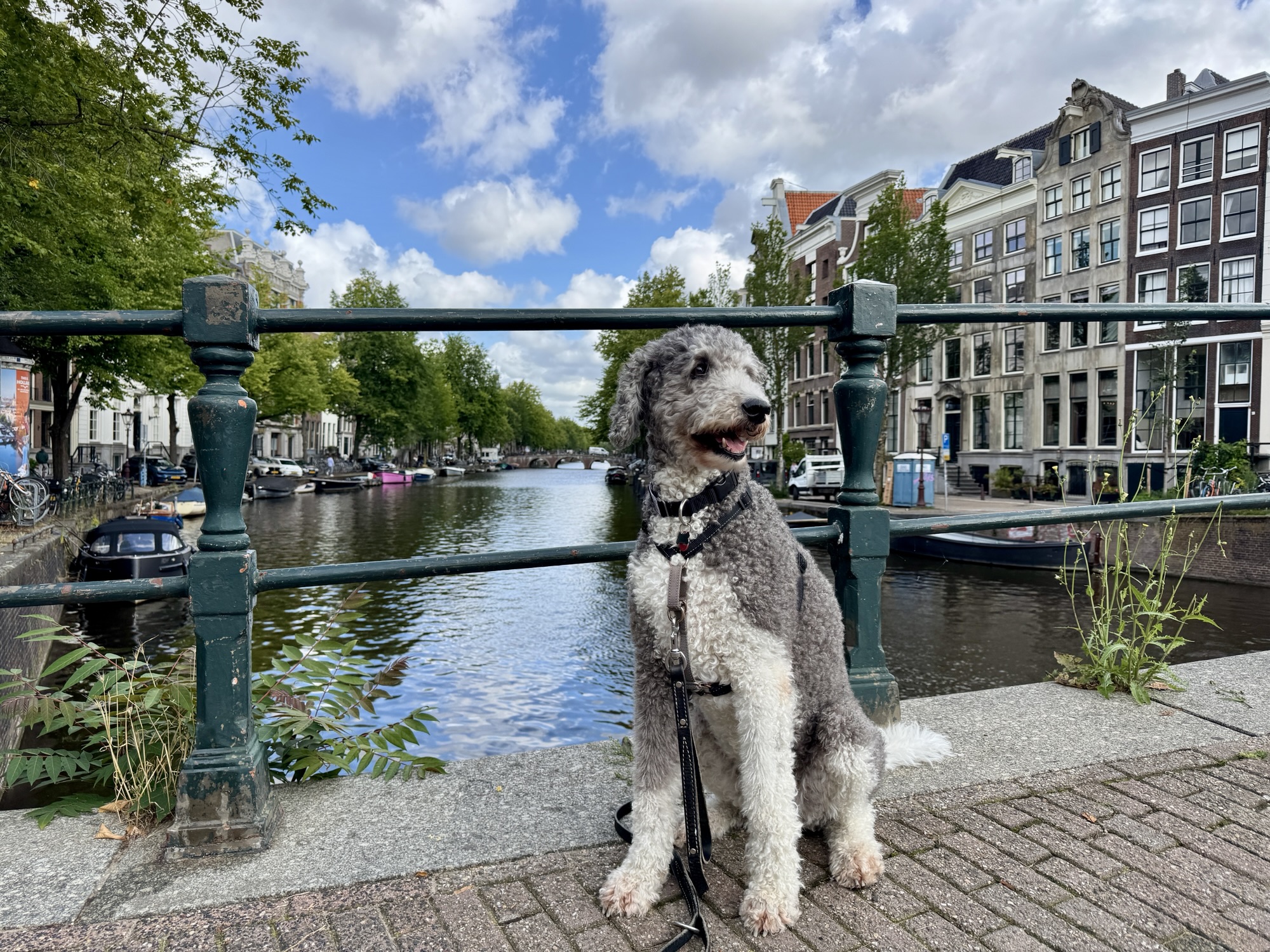 Piper in Amsterdam | The Adventures of Lorie and Brian Groth