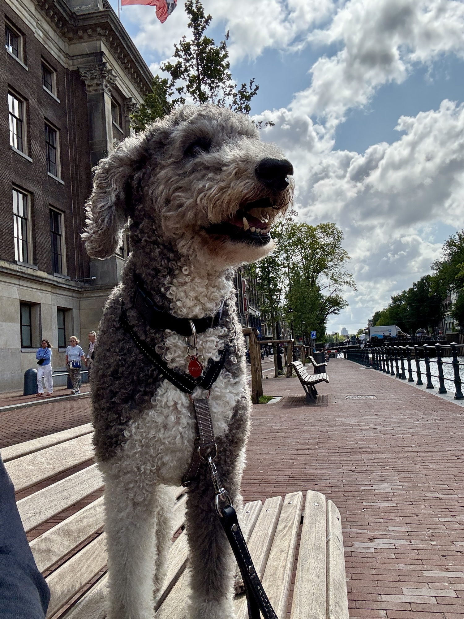Piper in Amsterdam | The Adventures of Lorie and Brian Groth