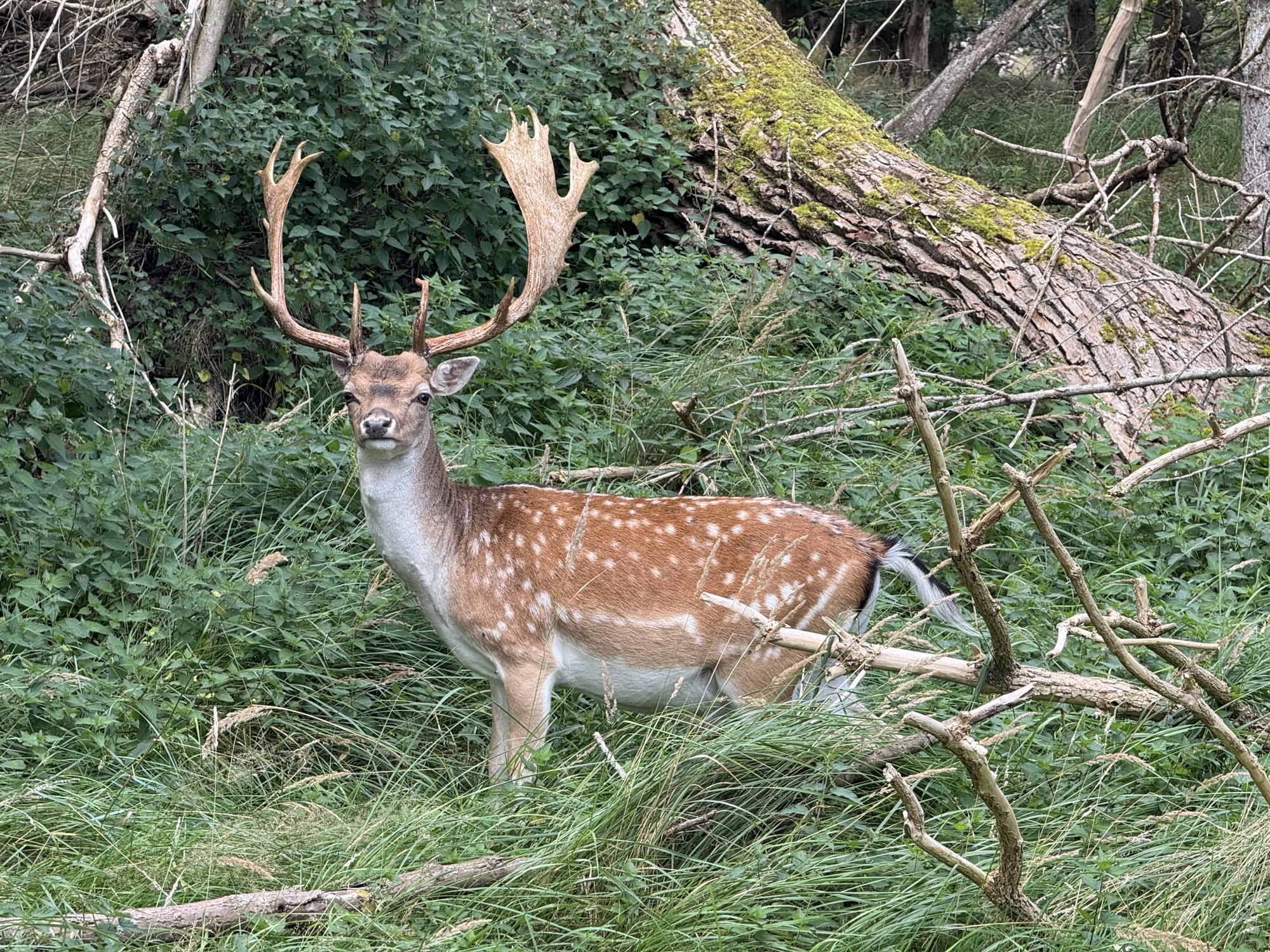 Hiking with the deer | The Adventures of Lorie and Brian Groth