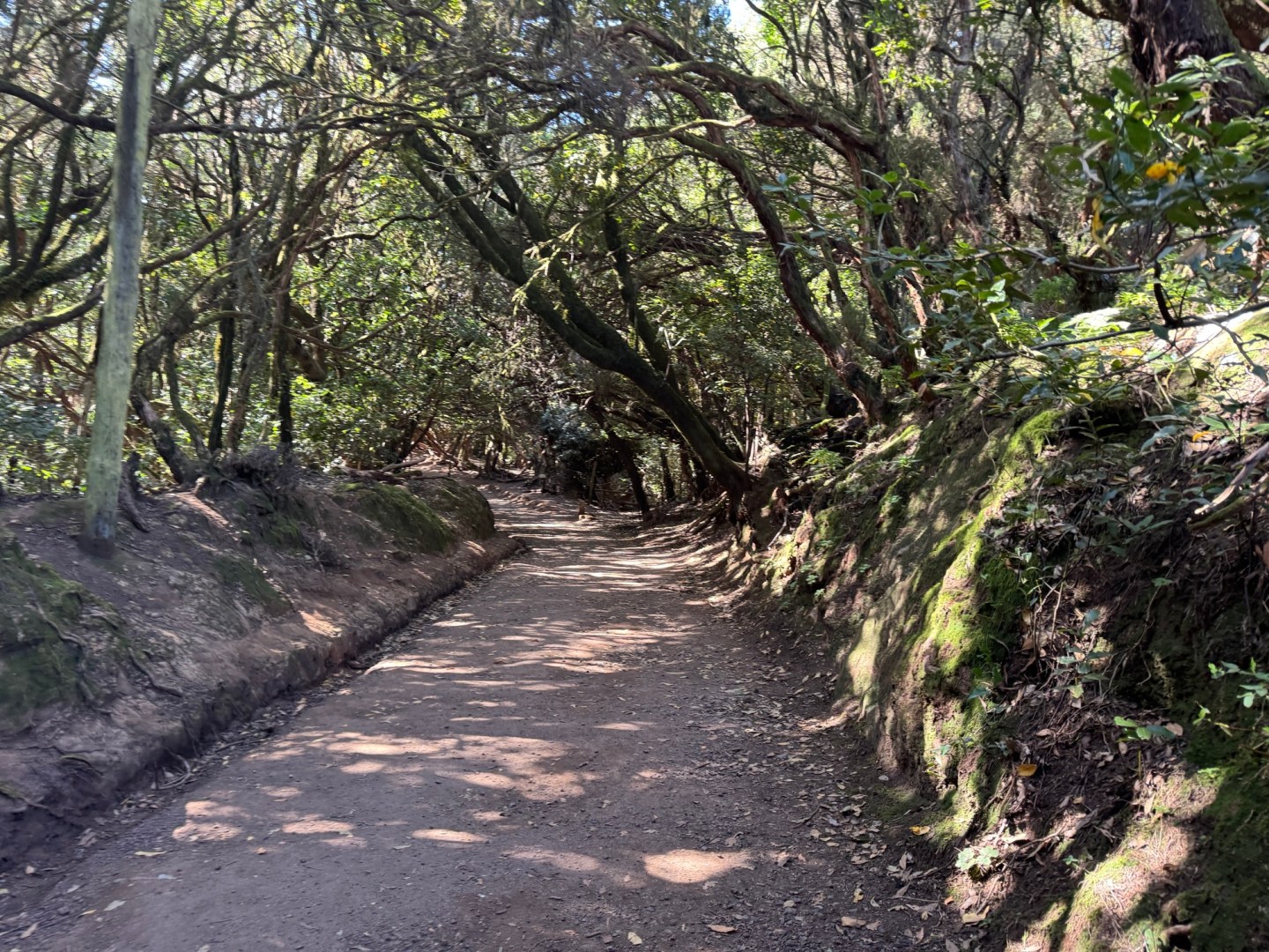 Tenerife, February 2026 | The Adventures of Lorie and Brian Groth
